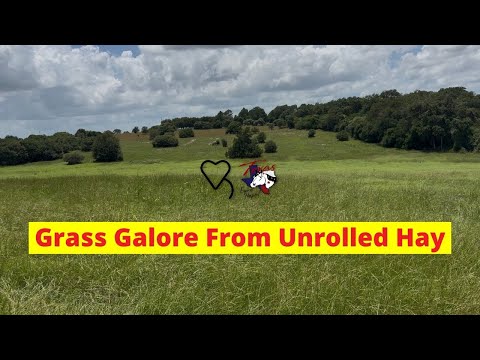 Grass Galore From Unrolled Hay | Regenerative Ranching