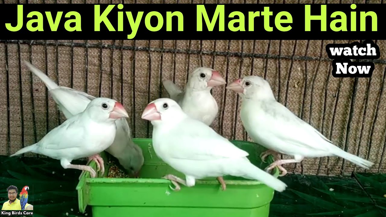 Java sparrow death reason | Java bird care tips | Java sparrow information | Java bird breeding tips