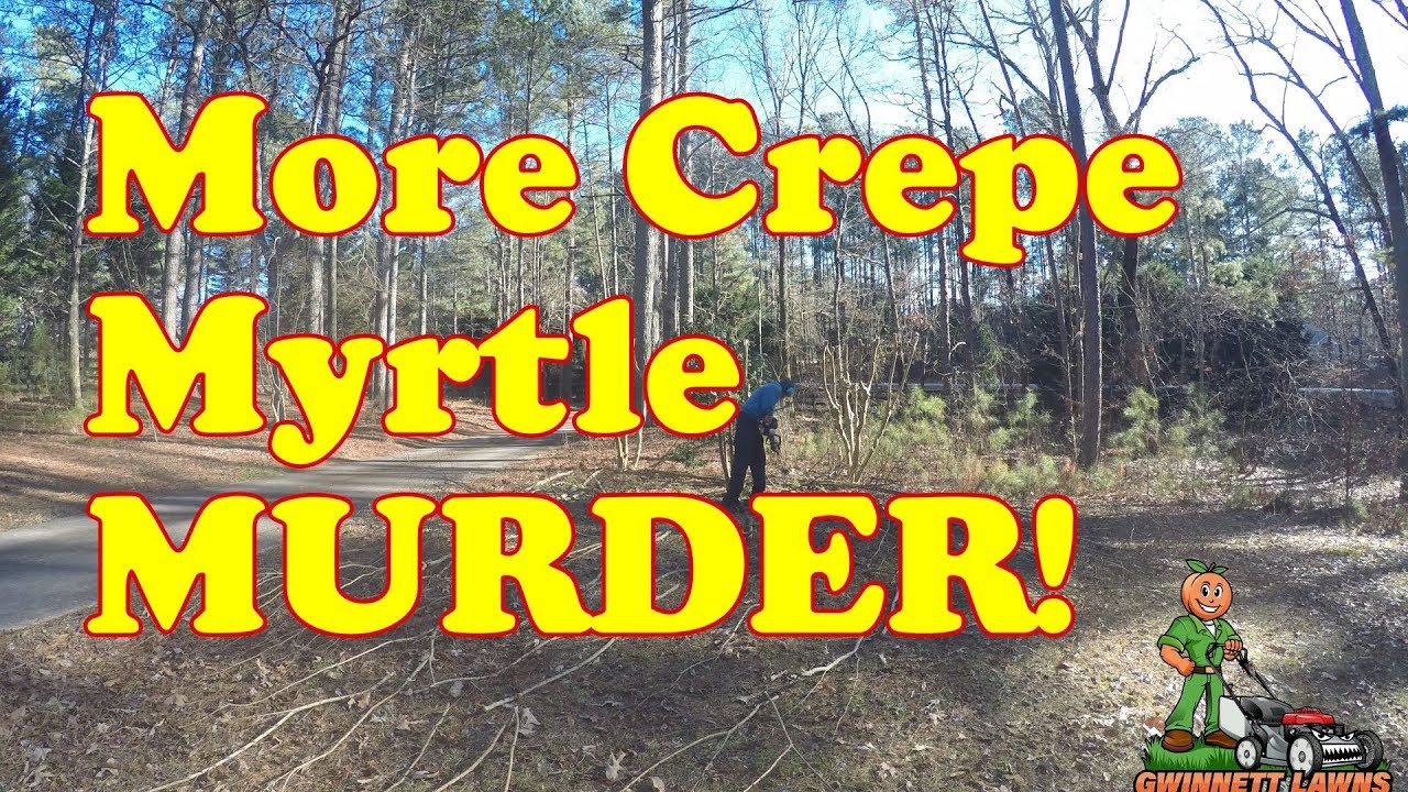 Cepe Myrtle Pruning with Echo PAS Pole Pruner in Timelapse