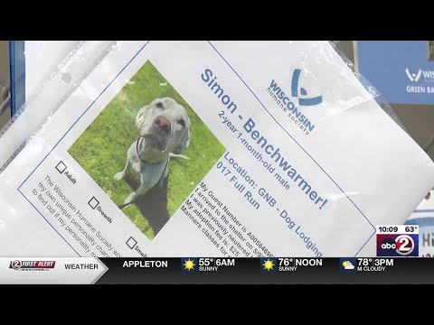 Wisconsin Humane Society reduces adoption fees for all dogs across the state