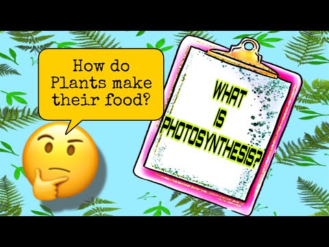 || PHOTOSYNTHESIS || How do plants make food? || Process, Formula, Functions of photosynthesis ||