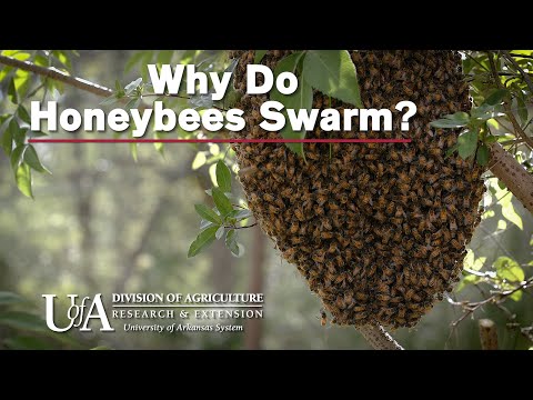 Why Do Honeybees Swarm?