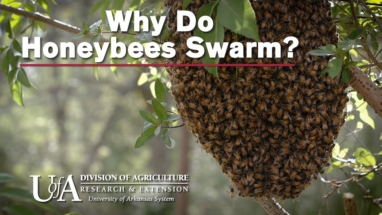 Why Do Honeybees Swarm?