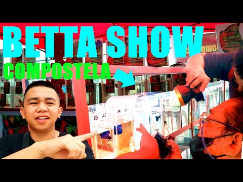 1ST BETTA SHOW - ( Compostela Aquarium ) Alfreds Aquatic