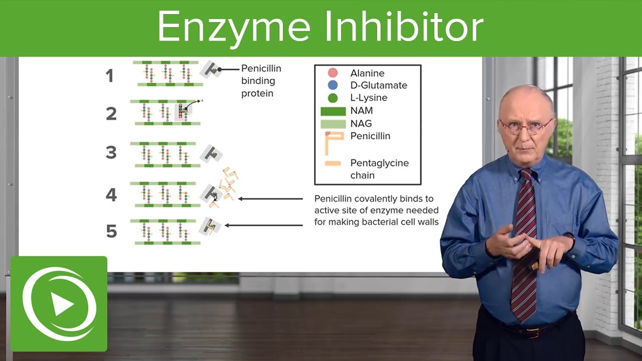 Enzyme Inhibitor – Enzymes and Enzyme Kinetics | Lecturio