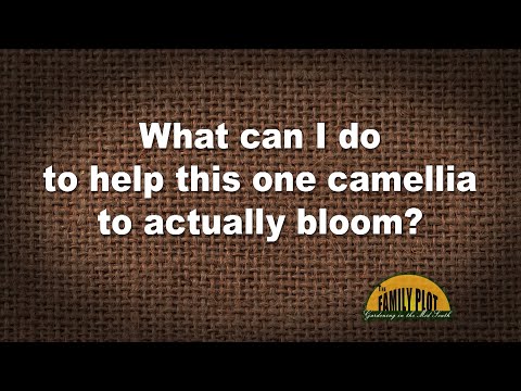 Q&A – What can I do to help this one camellia actually bloom?