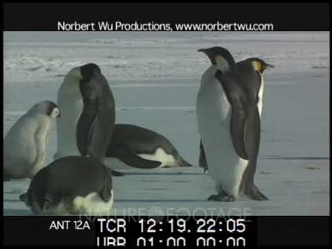 Emperor Penguin Chick Follows Adult