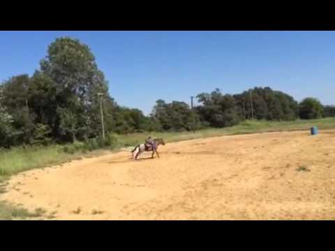 "Rooster" bay roan barrel pony