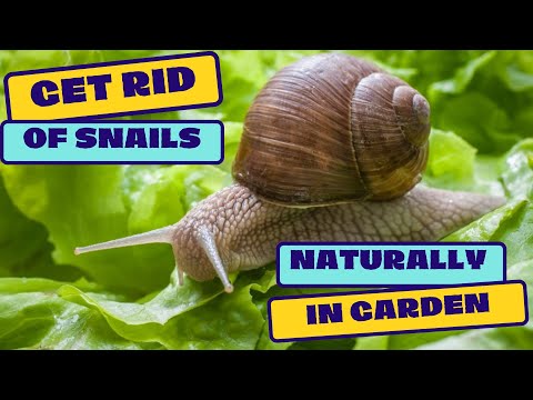 How To Get Rid Of Snails Naturally In Garden?? Easy to Follow Tips & Tricks