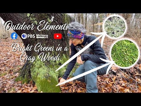 Bright Greens in a Gray Woods | OE
