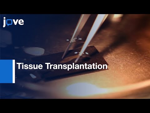Planarian Immobilization, Partial Irradiation, & Tissue Transplantation l Protocol Preview