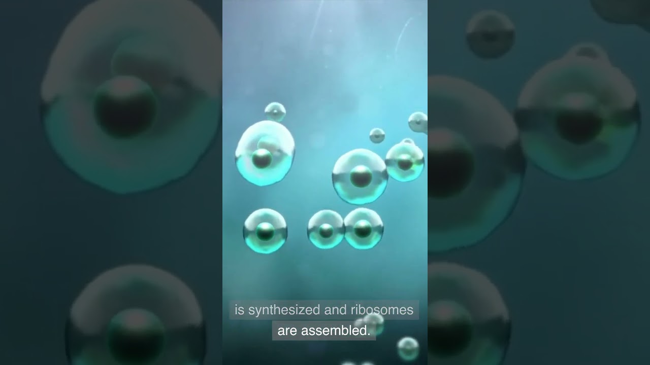 NUCLEUS STRUCTURE AND FUNCTIONS.#nucleus #study #biology  #cell #cellbiology #structure #function