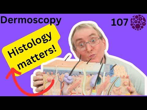 Histology basics for Dermoscopy