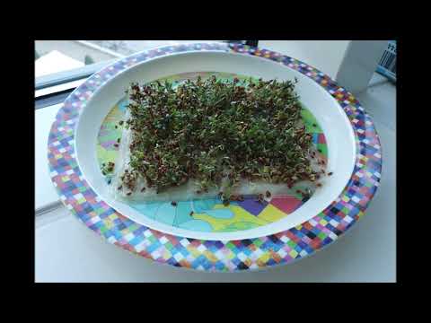 Growing Cress Diary - Rafael