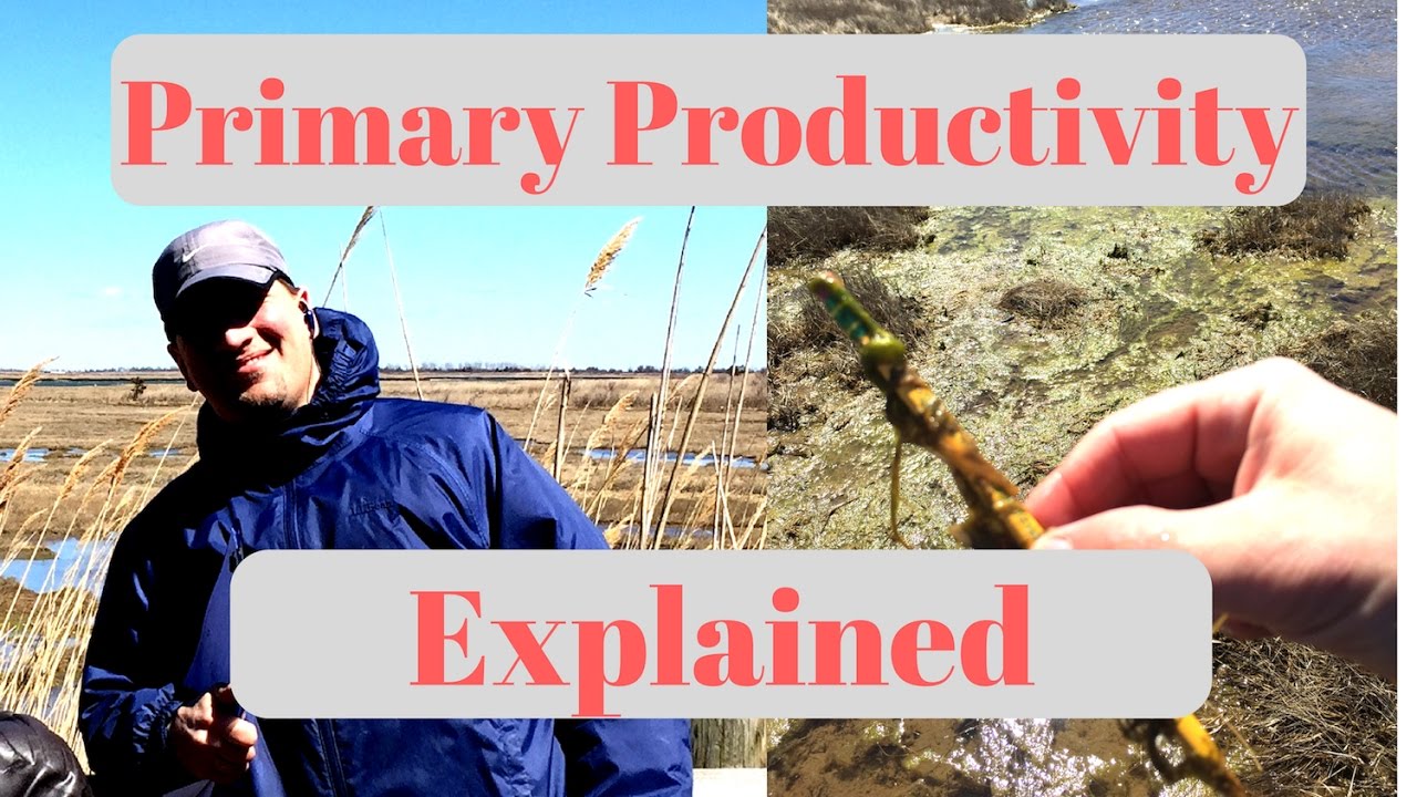 Primary Productivity and Practice Problems Explained