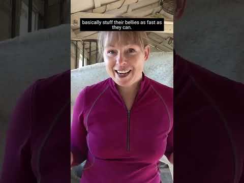 Grass pasture for horses - introduce pasture slowly