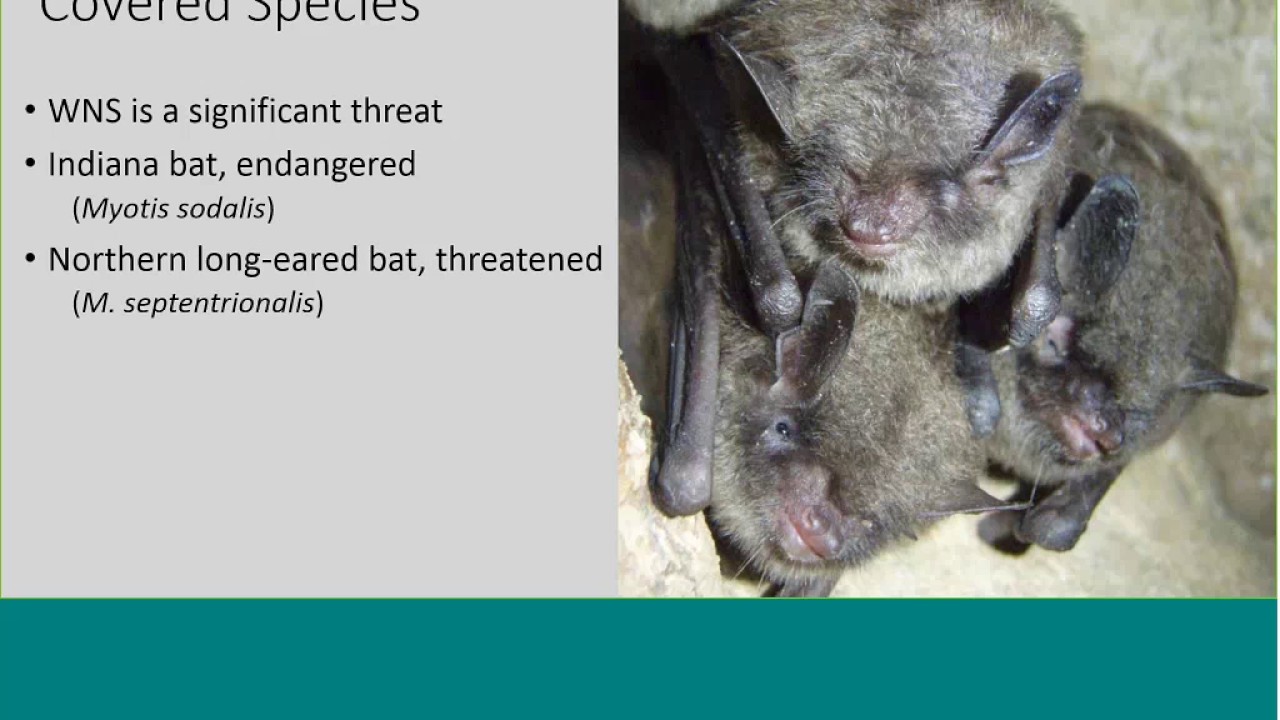 Lake States Bat Habitat Conservation Plan