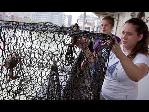Urban Ecology | Environmental Studies at The New School