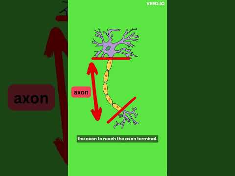 How Does a Neuron Work? - Nervous System