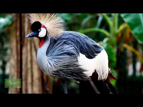 Exploring Crane Symbolism: Biblical Wisdom In Nature | Divine Designs