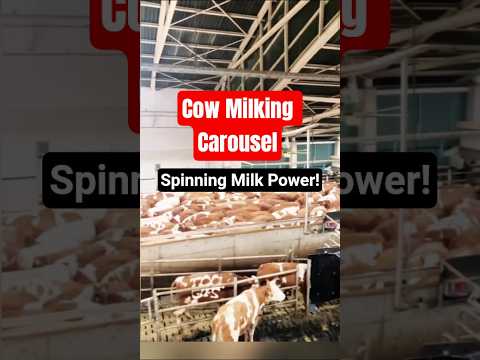 Cow Carousel: Automated Milking Like Never Before!