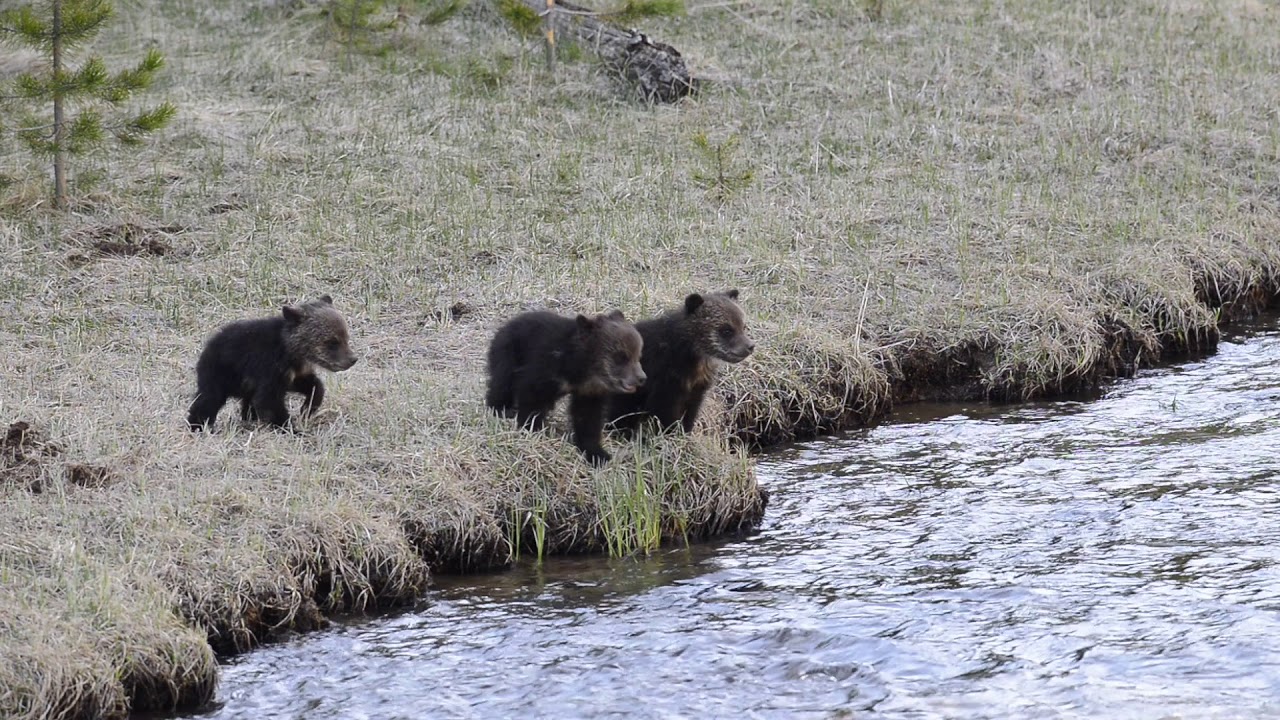 Grizzly cubs screaming at mom