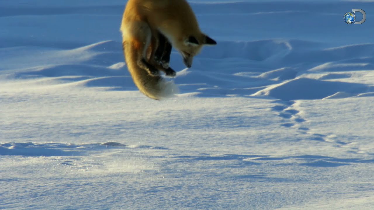 5 Animals That Do Winter Better Than You