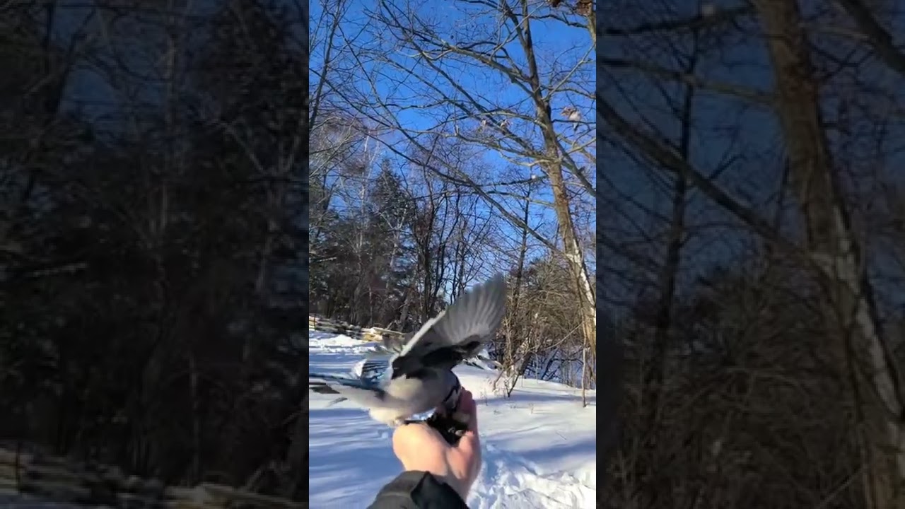 Ontario Blue Jays In Winter