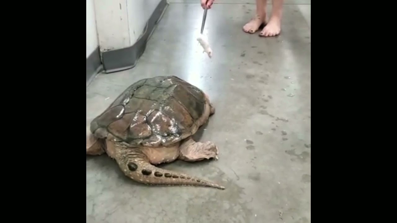 Animal Enrichment: Common Snapping Turtle