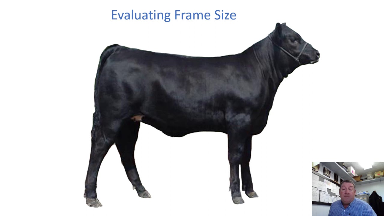 Understanding Feeder and Slaughter Cattle Grades