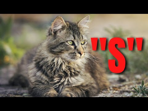 Cat Names That Start With S| Pet Names Which Start With S 2024