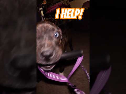 Our BEST Helper? #latenight #pottytraining with #Handsome #Brindle #Merle Pattern #Pitbull #Puppy