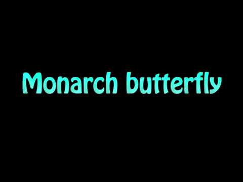 Learn How To Pronounce Monarch butterfly