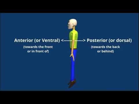Anatomy Directional Terminology