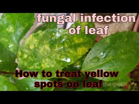 How to treat yellow leaf spot / Treatment of fungal infection of leaf / #lovethegreen