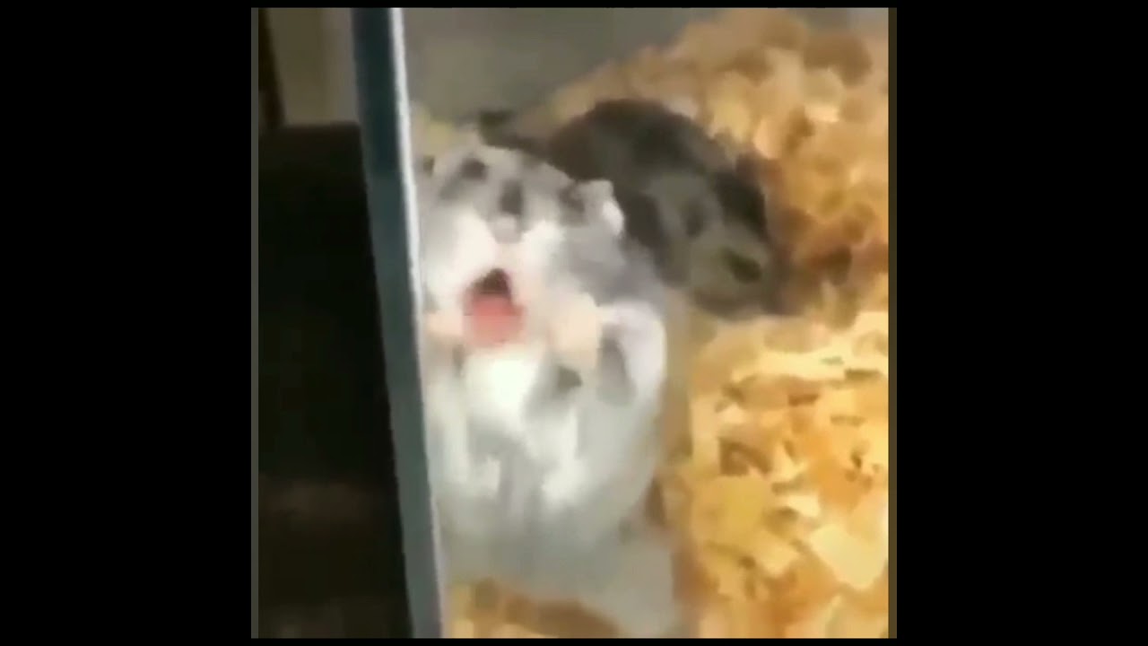 Hamster teasing meme video