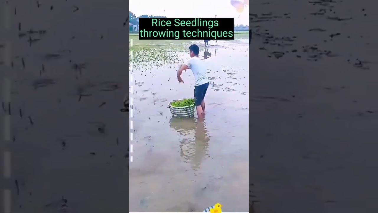 Rice Seedlings Throwing  Method #satisfying #short