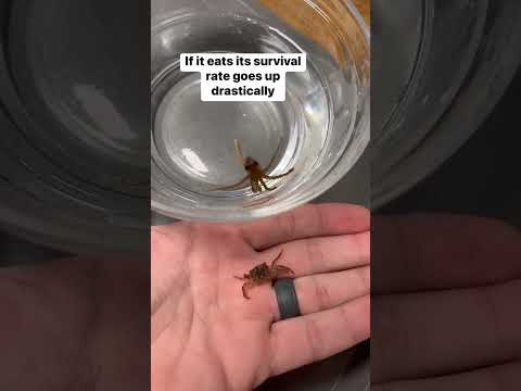 Can I raise a BABY OCTOPUS?!