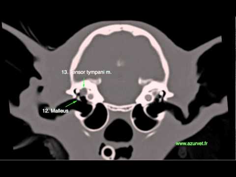 CT anatomy of neurovascular tracts and foramina of the feline skull by AZURVET