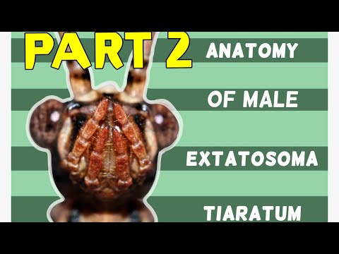 Anatomy of the male giant prickly stick insect (Extatotoma tiaratum)- PART 2: internal anatomy