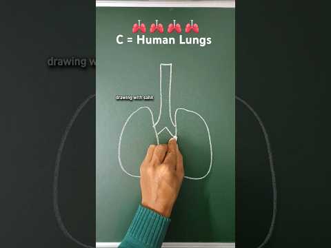 how to draw lungs ???? lungs diagram | lungs drawing easy | lungs drawing #shorts #drawingwithsahil