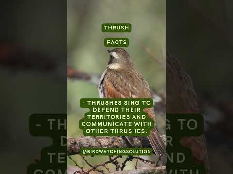5 Fascinating Thrush Facts You Don't Know #birdwatching #birding #birdingcommunity #birdsounds #bird
