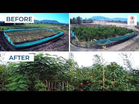 Miyawaki Magic: From Barren Land to Dense Forest | मियावाकी तकनीक का प्रभाव | Paani Foundation