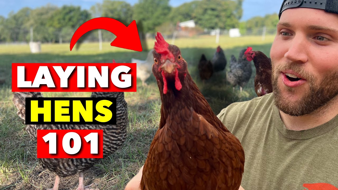 I’VE BEEN RAISING LAYING HENS FOR 6 YEARS. HERE’S WHAT YOU NEED TO KNOW