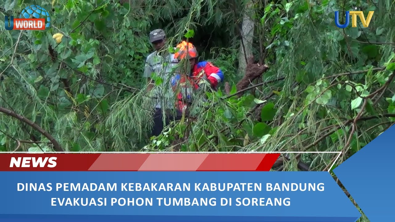 Dinas Pemadam Kebakaran Kabupaten Bandung Evakuasi Pohon Tumbang Di Soreang | UN News | UTV