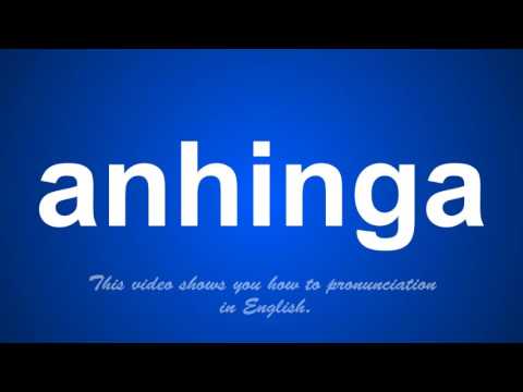 the correct pronunciation of anhinga in English.