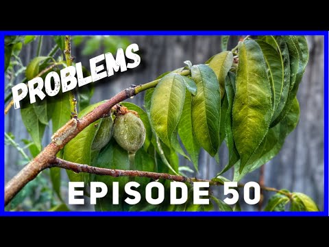 Young Peach Tree Problems & Solutions (Ep. 50)