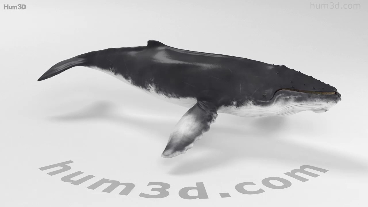 Humpback Whale 3D model by 3DModels.org