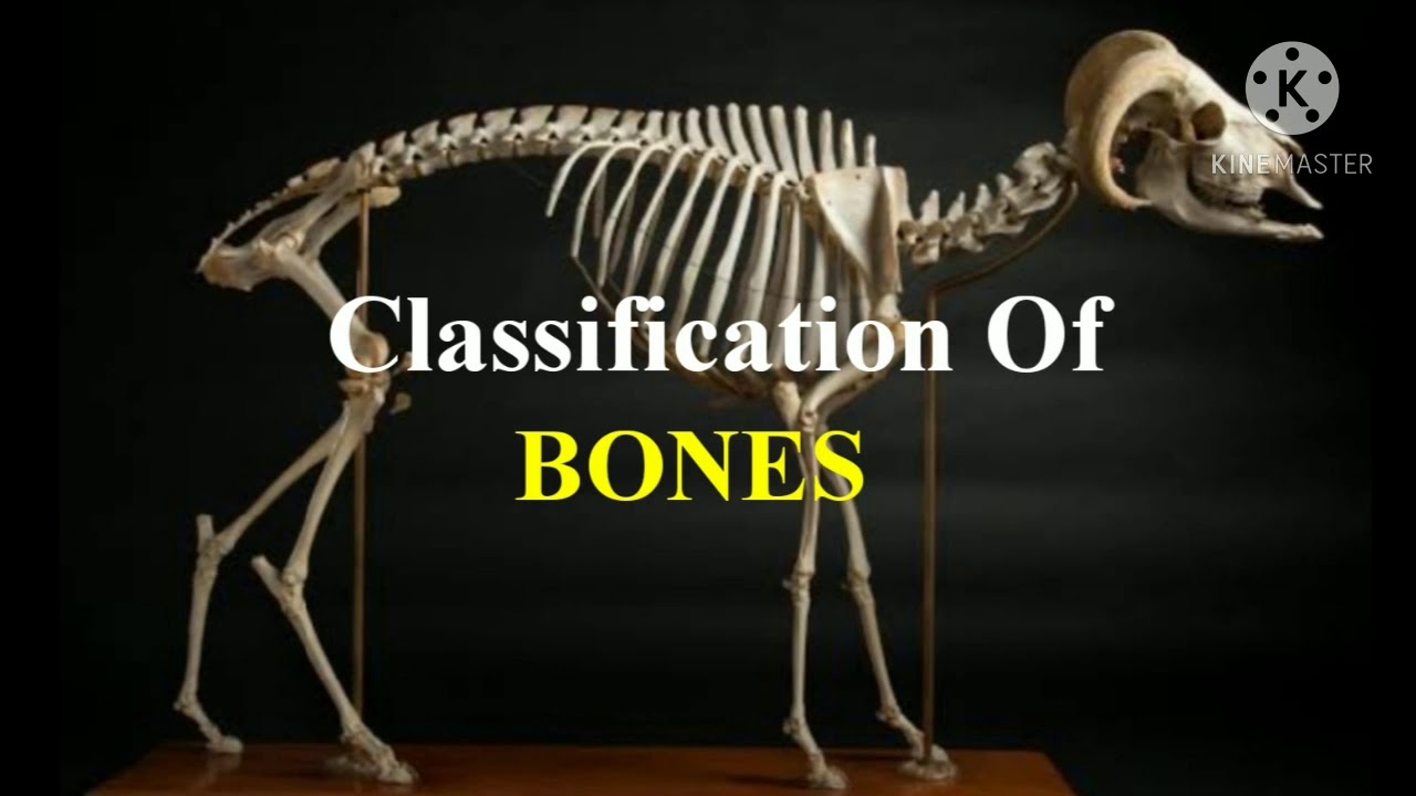 CLASSIFICATION OF BONES (Veterinary) | Veterinary first year