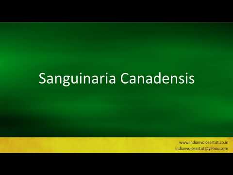 Pronunciation of the word(s) "Sanguinaria Canadensis".